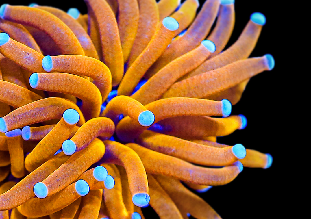 Dosing pump ATO – Reef factory