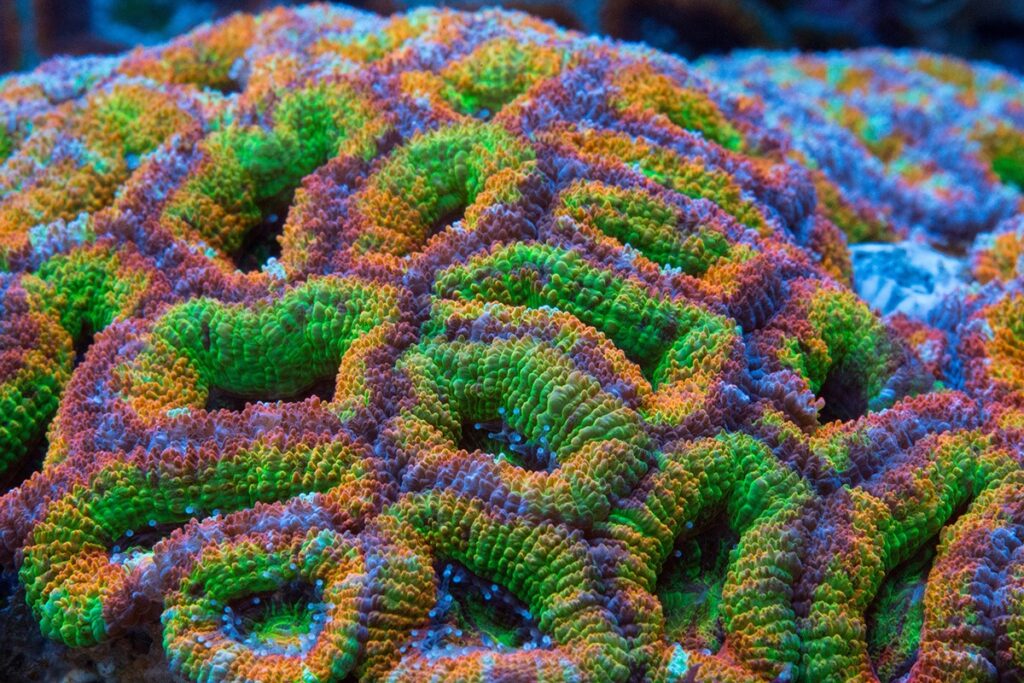 NO3 Up - Reef factory